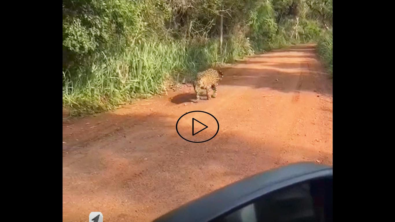 Vídeo sobre onça na estrada não é da região - Destaque Regional